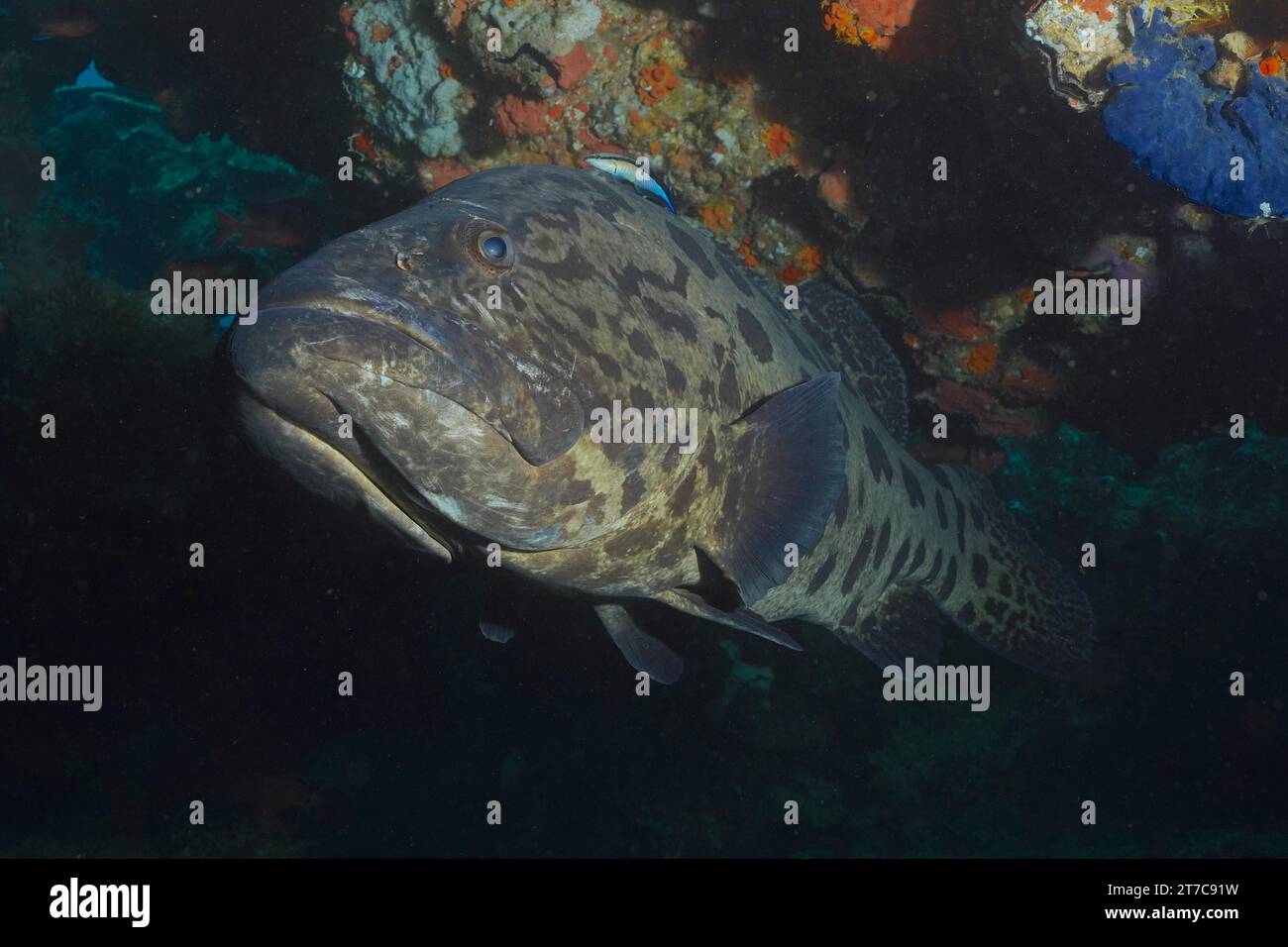 Potato grouper (Epinephelus tukula), Sodwana Bay National Park dive ...