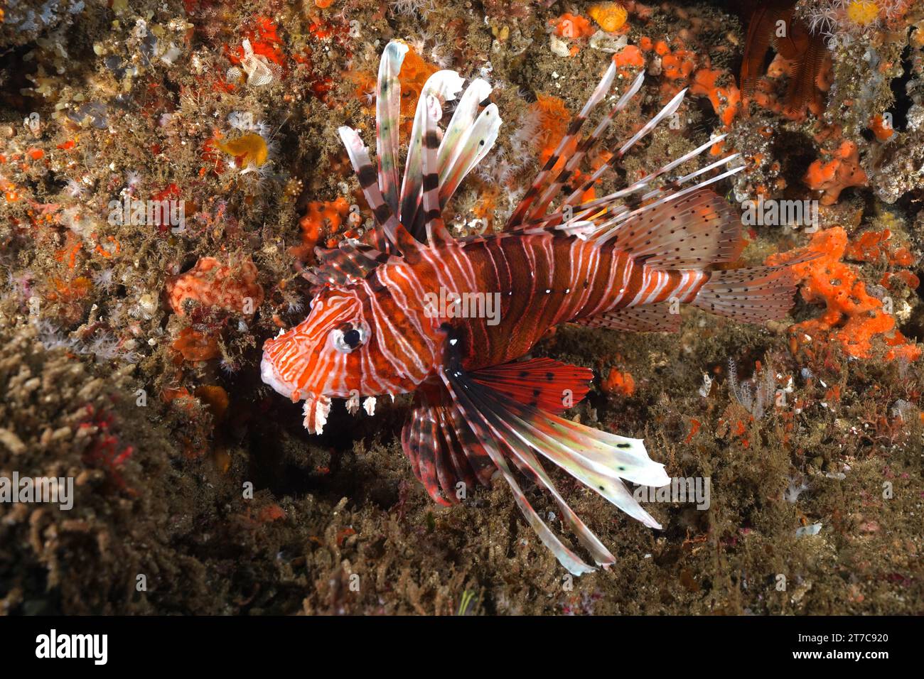 Common lionfish (Pterois miles), Aliwal Shoal dive site, Umkomaas ...