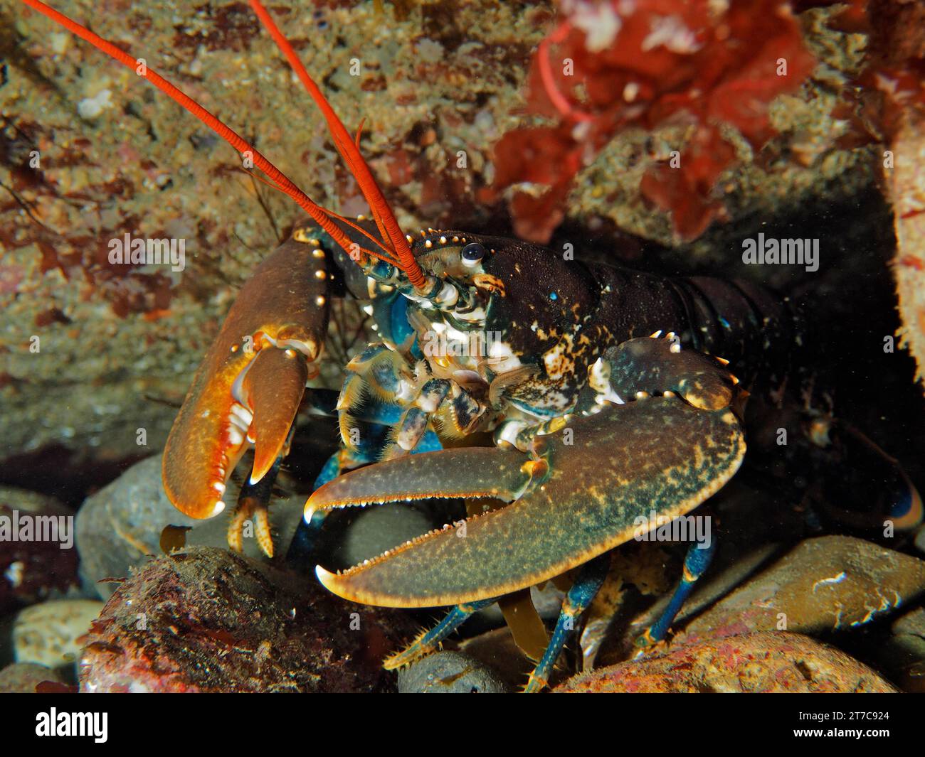 Common lobster (Homarus gammarus), underwater, dive site Maharees ...