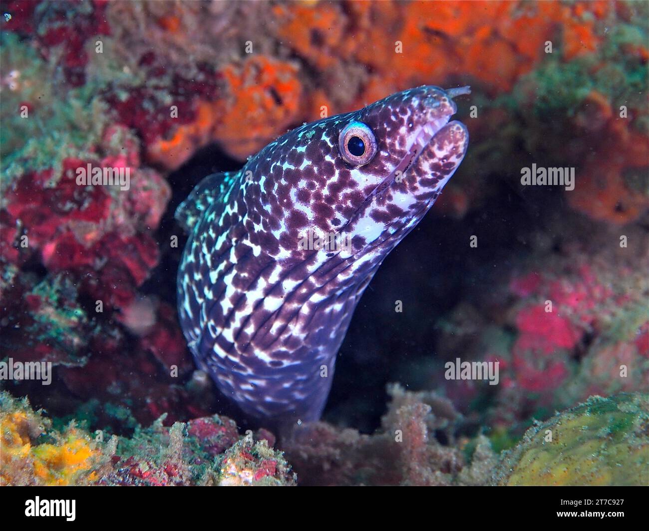 Spotted moray (Gymnothorax moringa), dive site Amber Jack, Destin ...