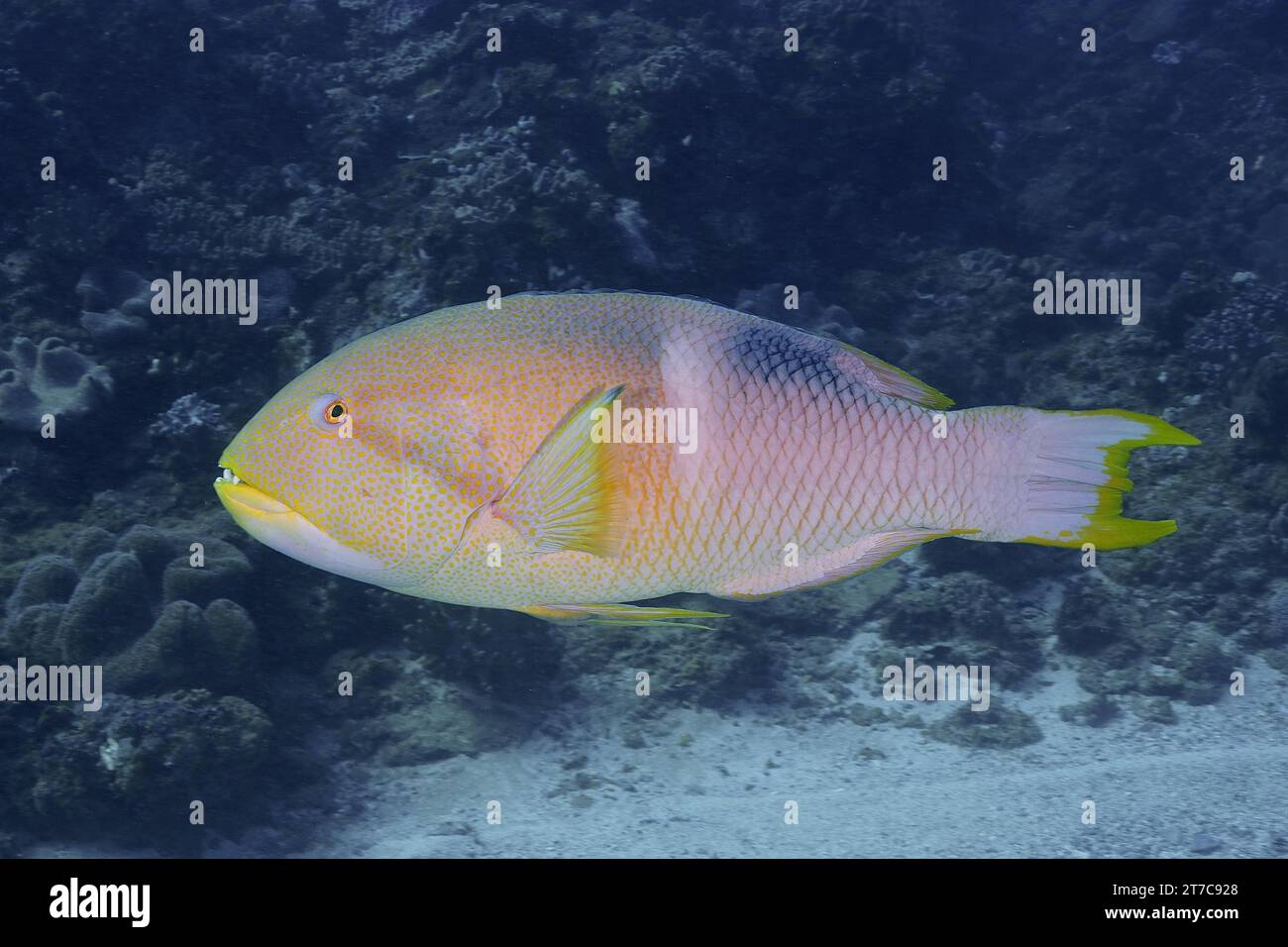 Yellowspot wrasse (Bodianus perditio), wrasse, dive site Sodwana Bay ...