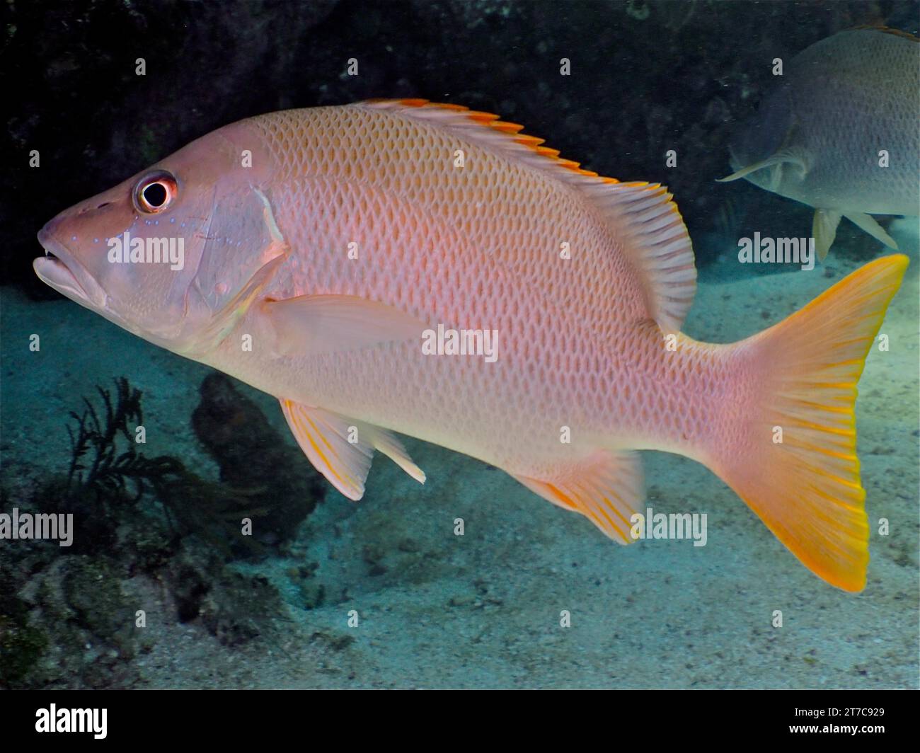 John pennekamp coral reef state park hi-res stock photography and ...