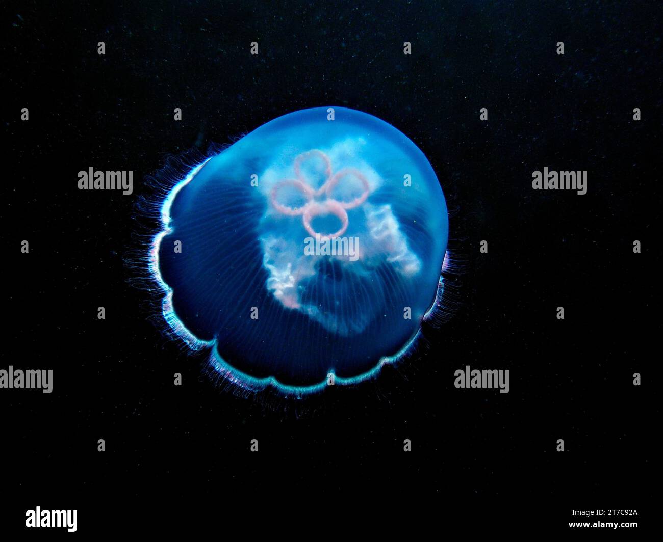 Common jellyfish (Aurelia aurita), dive site Amber Jack, Destin ...