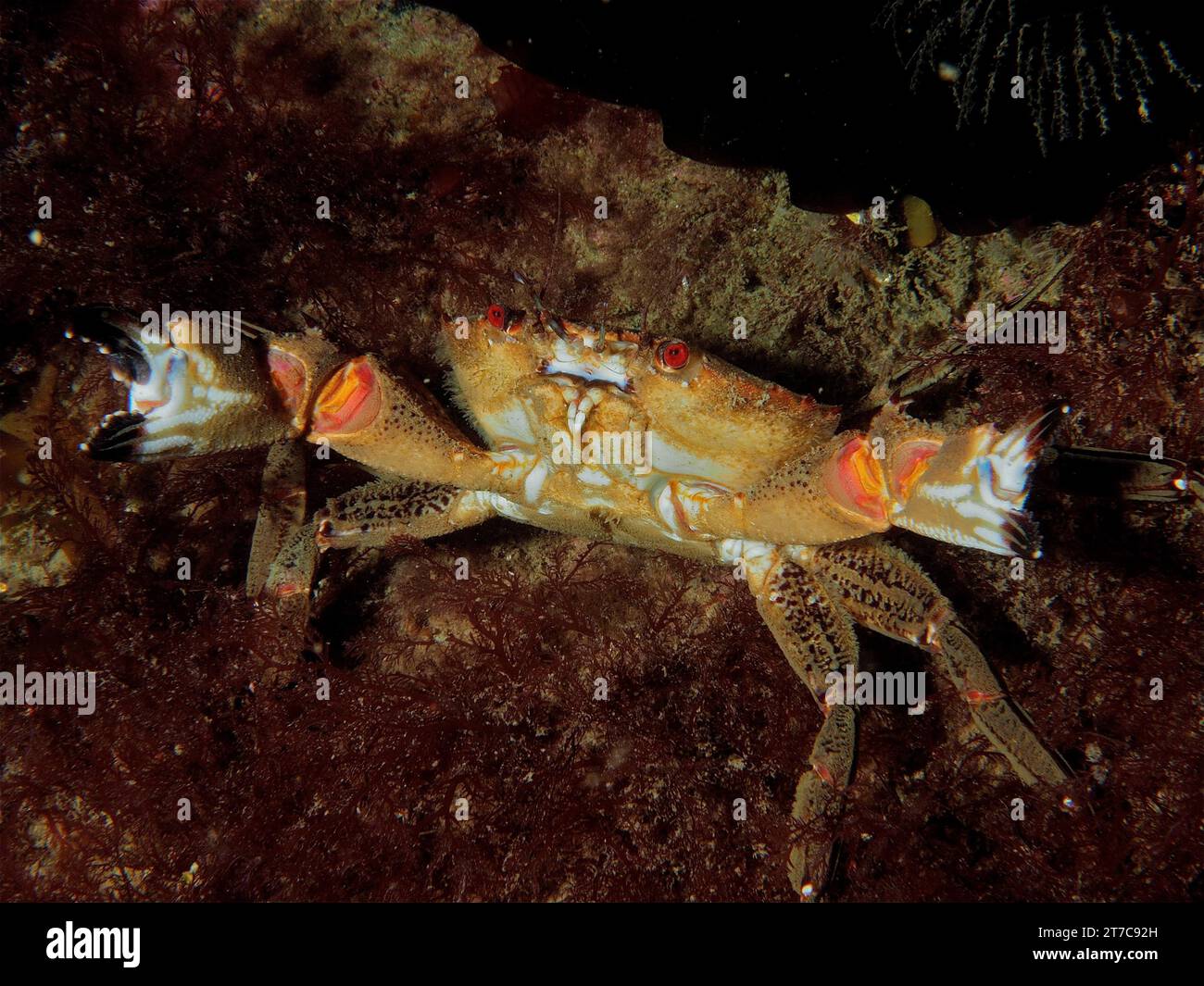 Velvet crab (Necora puber) threatening with its claws. Dive site ...
