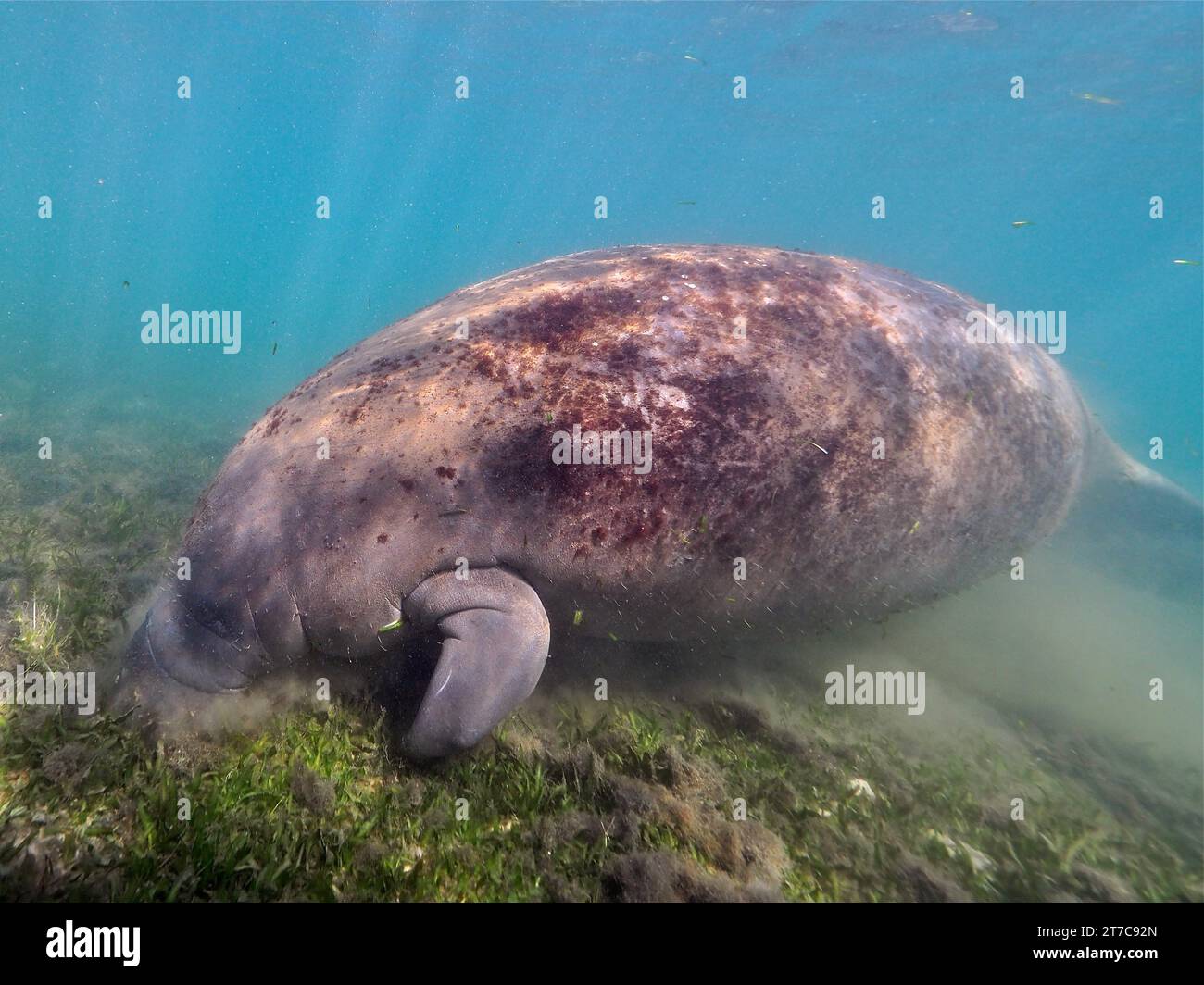 Round-tailed manatee (Trichechus manatus) grazing in Crystal River ...