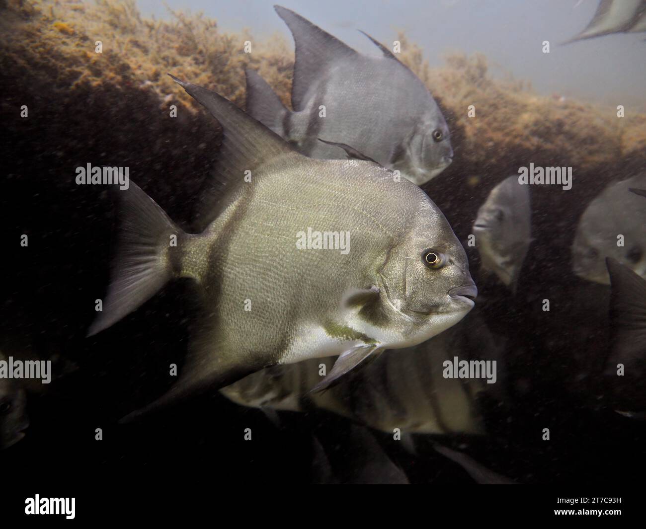 Atlantic spadefish (Chaetodipterus faber), dive site Amber Jack, Destin ...