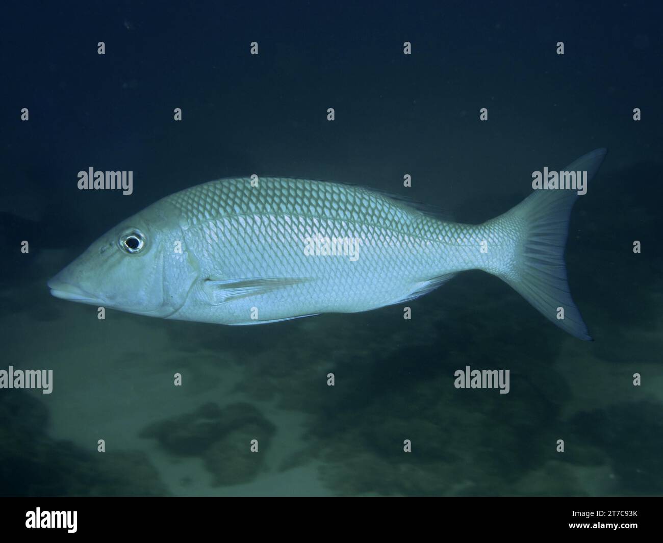 Longnose street sweeper (Lethrinus nebulosus), street sweeper, bonefish ...