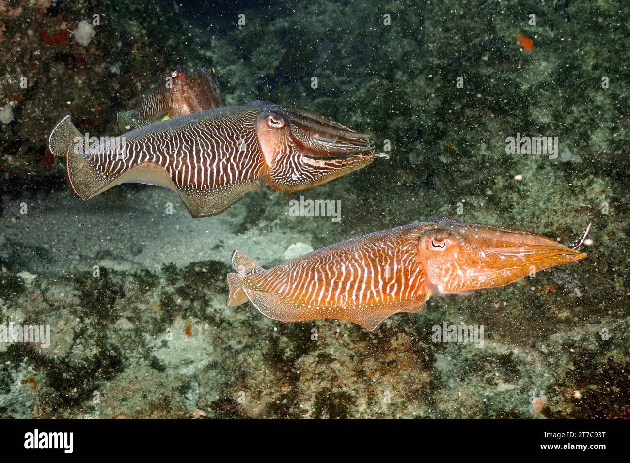 Patchwork squid hi-res stock photography and images - Alamy