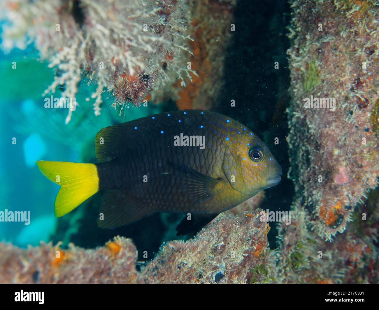Yellowtail damselfish (Microspathodon chrysurus), damselfish, dive site ...