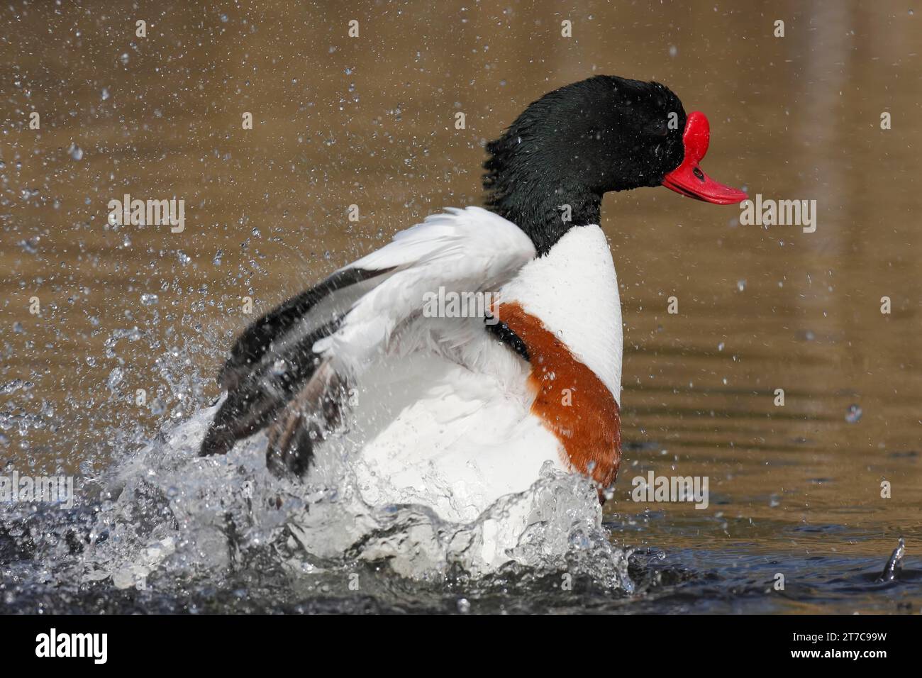 Common shelduck (Tadorna tadorna), drake grooming its feathers in the ...
