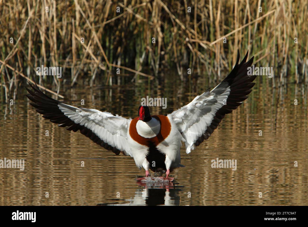 Common shelduck (Tadorna tadorna), male bird landing directly on the ...