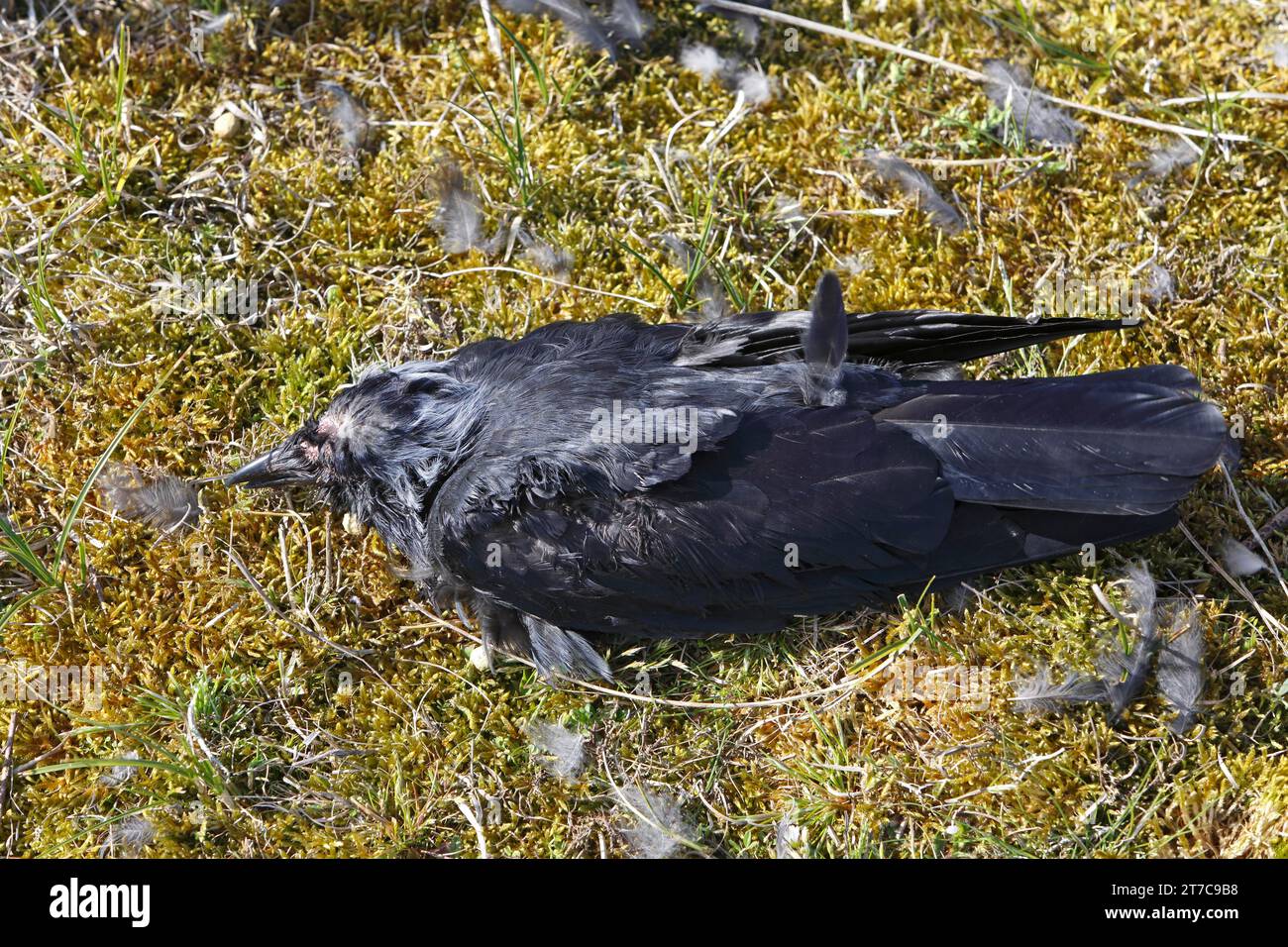 Discovery of a dead western jackdaw (Corvus monedula), dead animal ...