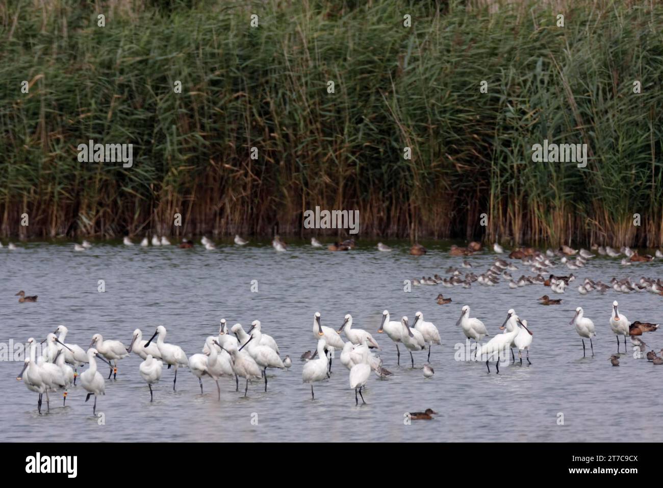Spoonbill (Platalea leucorodia), resting troop of over 100 animals in a ...