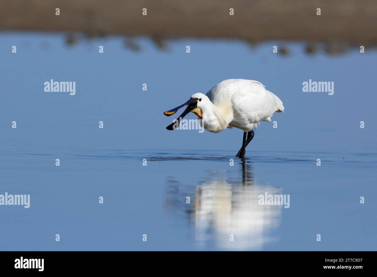 Spoonbill (Platalea leucorodia), animal looking for food, animal ...
