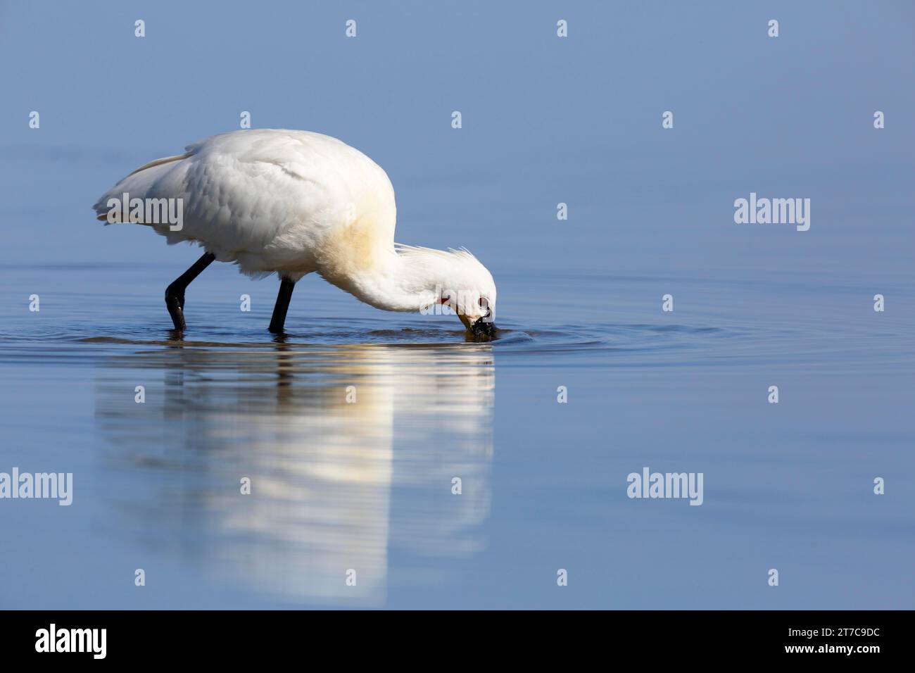 Spoonbill (Platalea leucorodia), animal looking for food, animal ...
