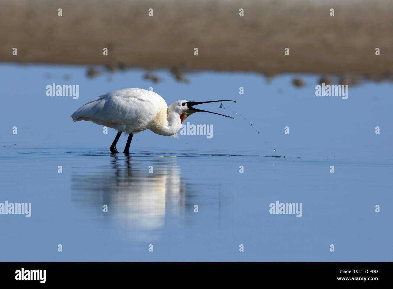 Spoonbill (Platalea leucorodia), animal looking for food, animal ...