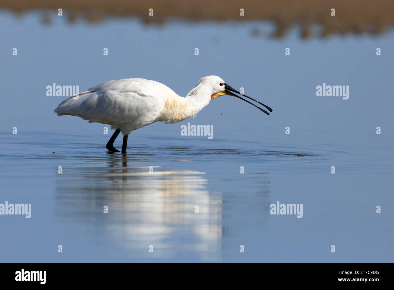 Spoonbill (Platalea leucorodia), animal looking for food, animal ...
