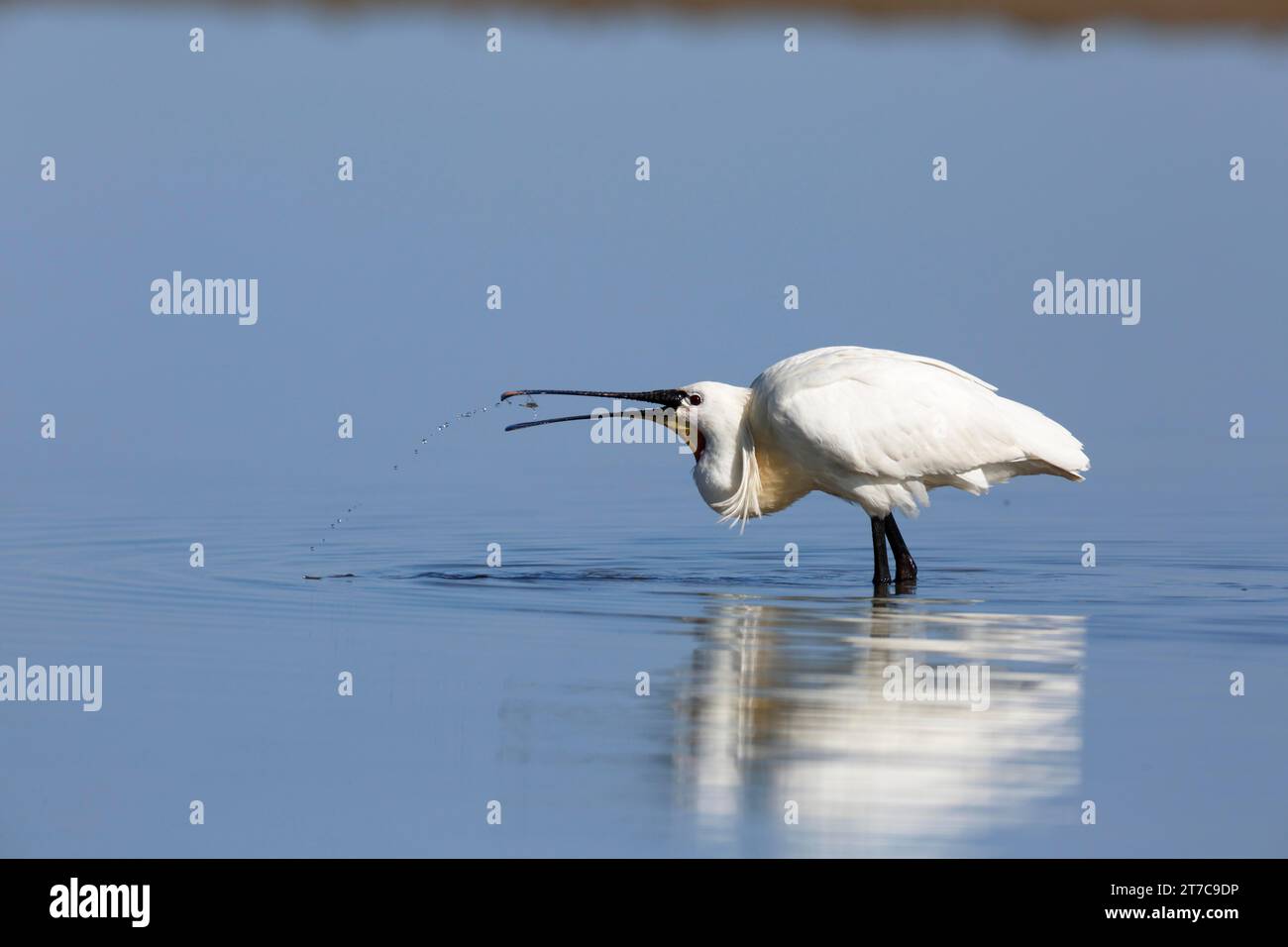 Spoonbill (Platalea leucorodia), animal looking for food, animal ...