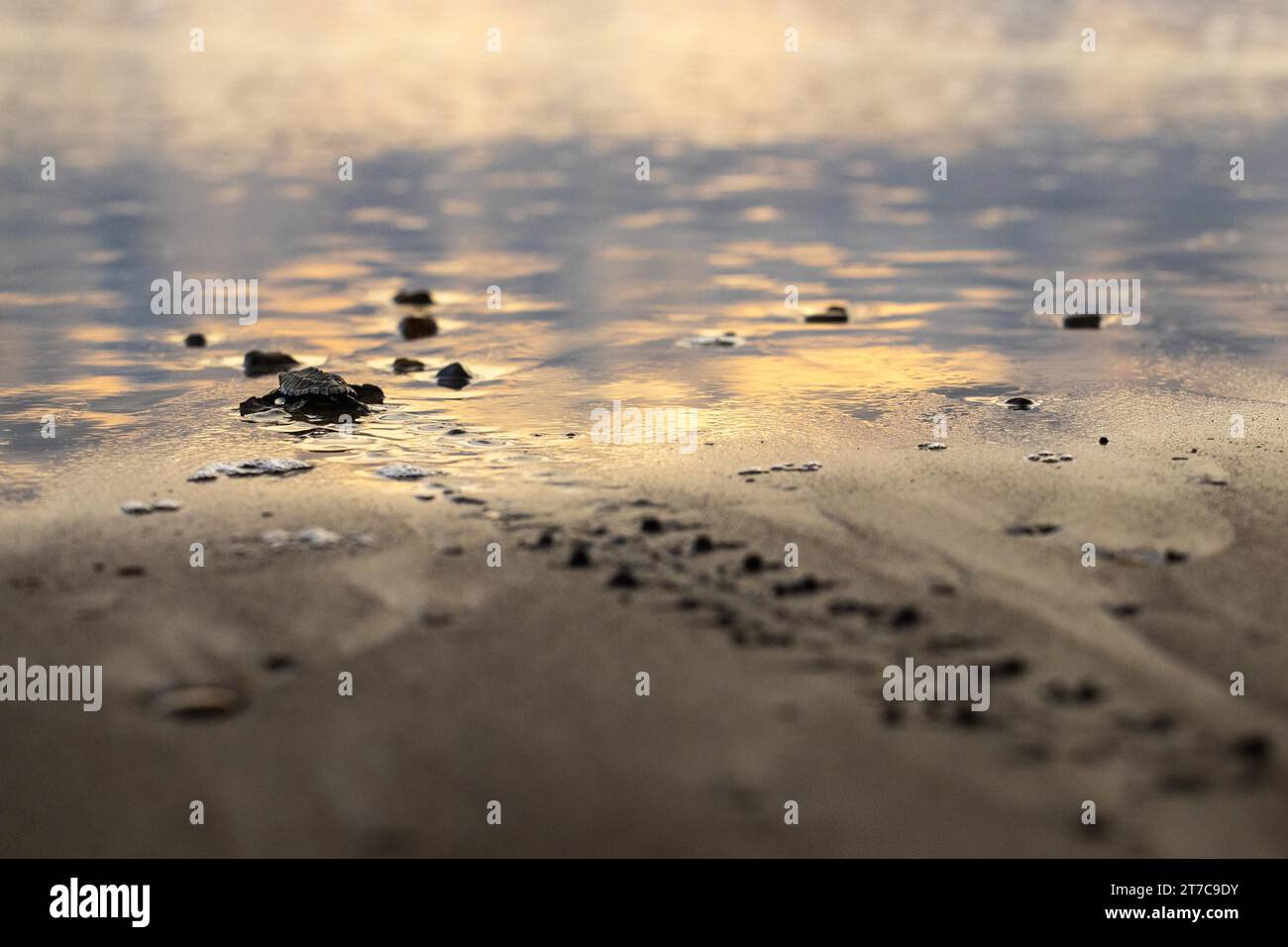 Young olive ridley sea turtles (Lepidochelys olivacea) running across ...