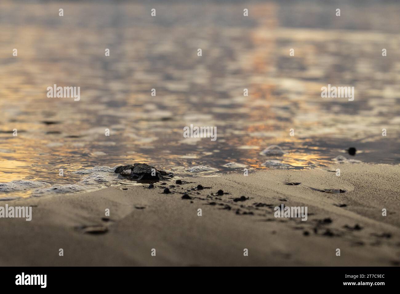 Young olive ridley sea turtles (Lepidochelys olivacea) running across ...