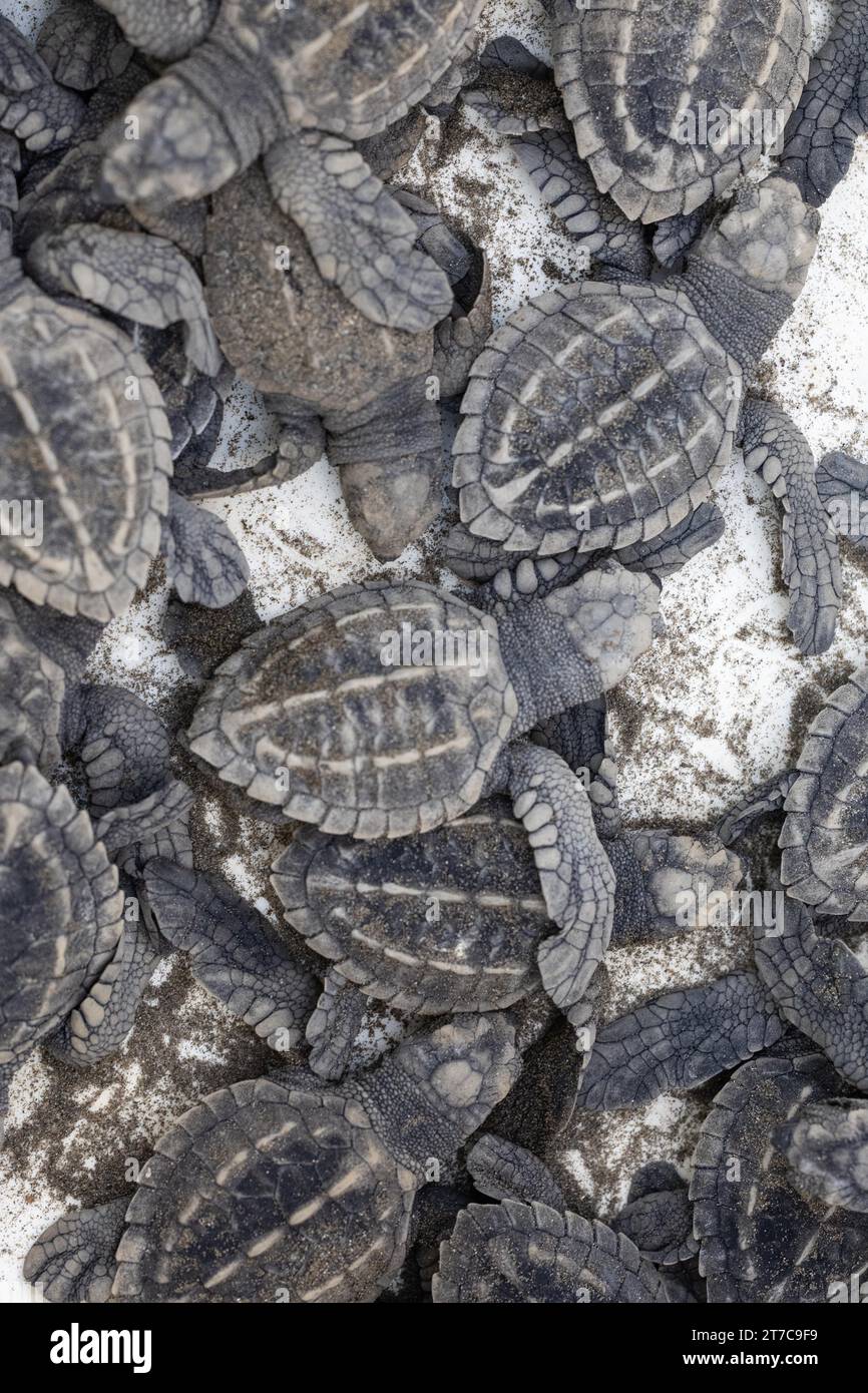 Newly hatched olive ridley sea turtles (Lepidochelys olivacea) in a ...