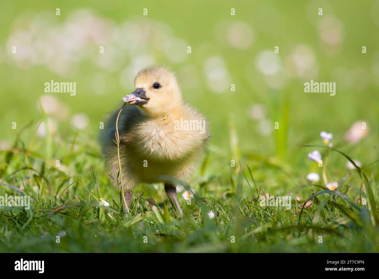 Greylag goose (Anser anser), chick, eating flower of cuckoo flower ...