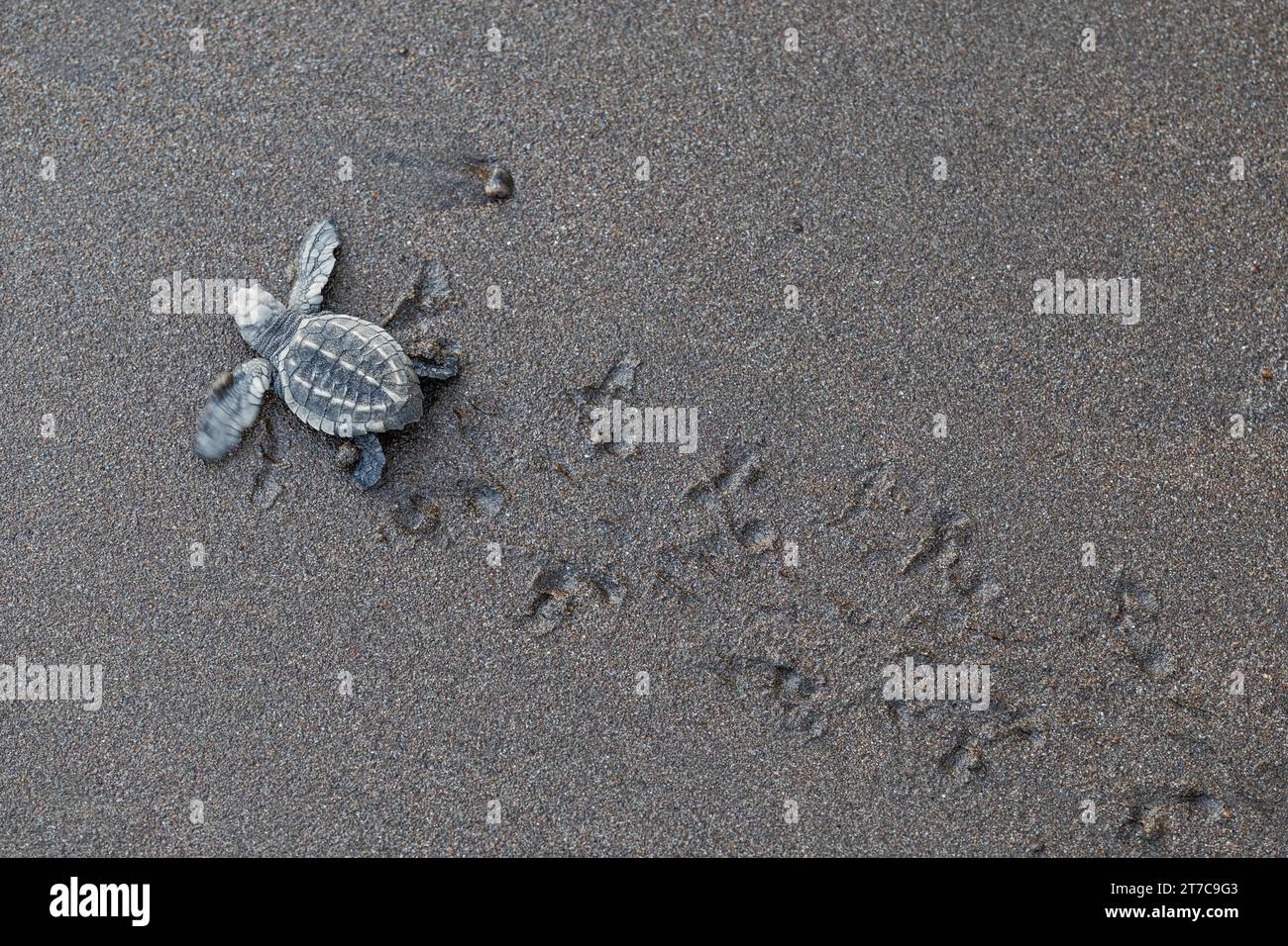 Young olive ridley sea turtles (Lepidochelys olivacea) running across ...