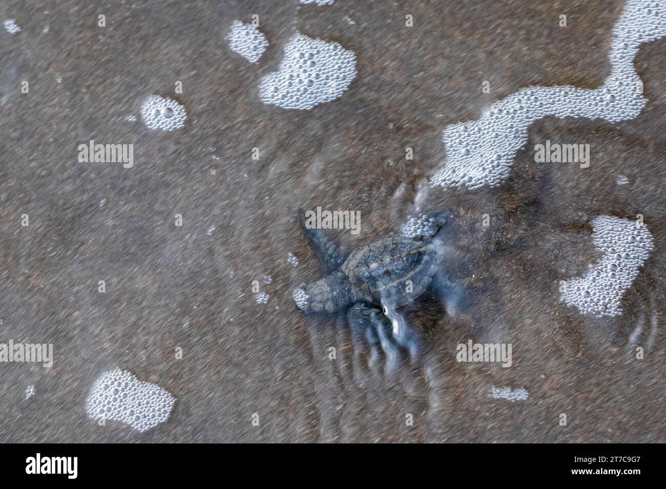 Young olive ridley sea turtles (Lepidochelys olivacea) running into the ...