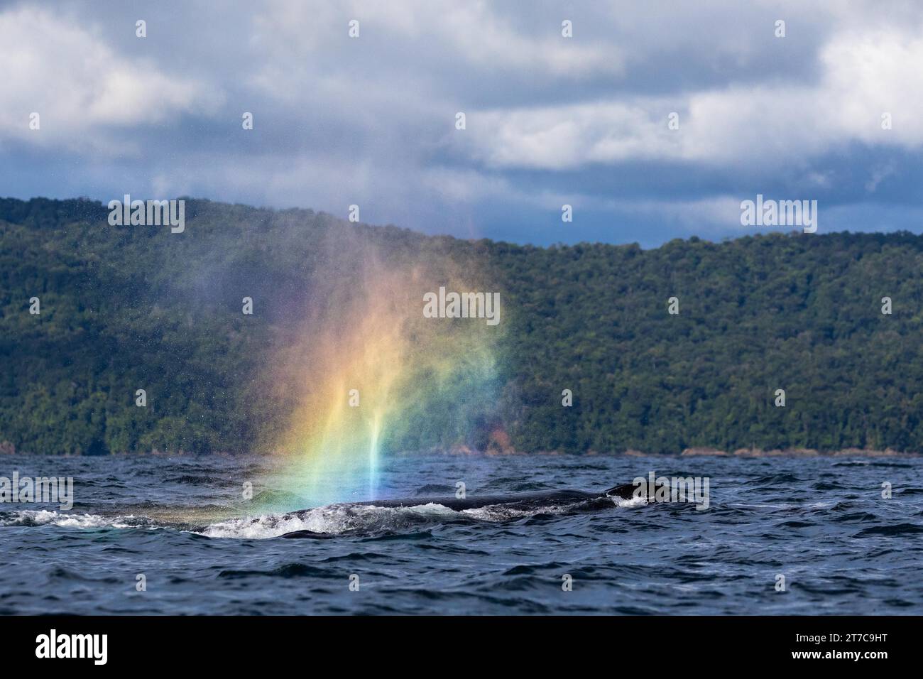 Humpback whale (Megaptera novaeangliae) Blas in rainbow colours ...