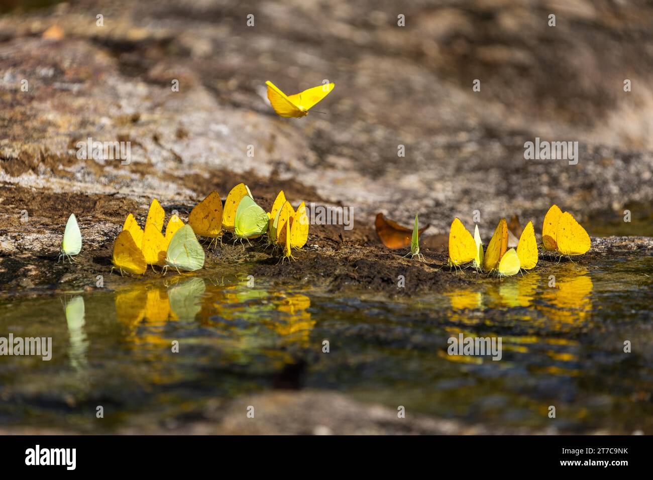 Pierids (Pieridae) (Phoebis argante) ingesting minerals, butterfly ...