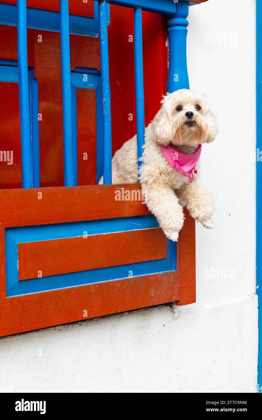 Dog looking out of the window, colourful Paisa-style houses, Salento ...