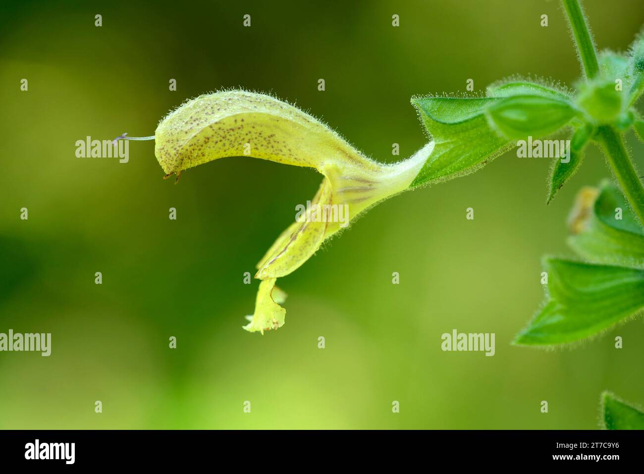 Sticky sage (Salvia glutinosa), yellow sage, single flower ...