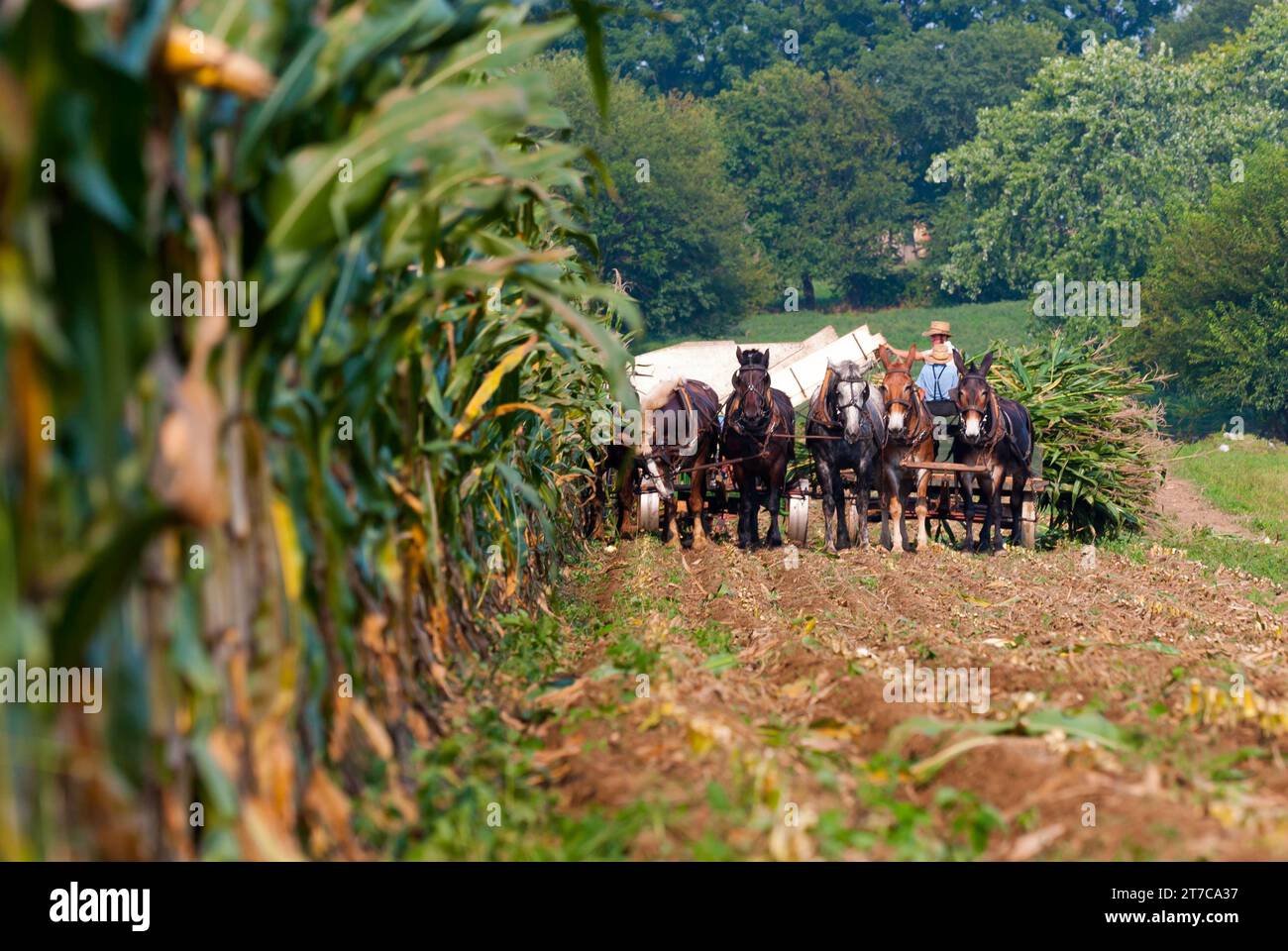 Amish people at the traditional harvest, religion, faith, tradition ...