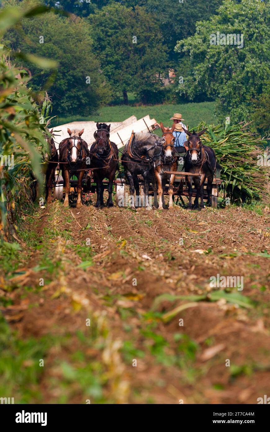 Amish people hi-res stock photography and images - Alamy