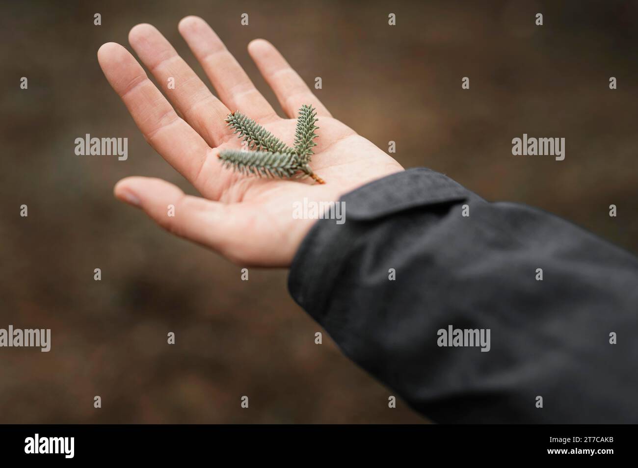 Close up hand holding branch Stock Photo - Alamy