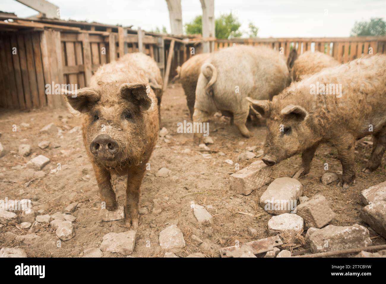 Sty entrance hi-res stock photography and images - Alamy