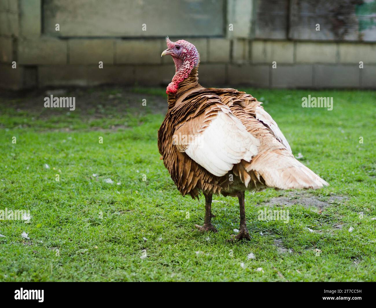 Side view turkey staying grass Stock Photo - Alamy