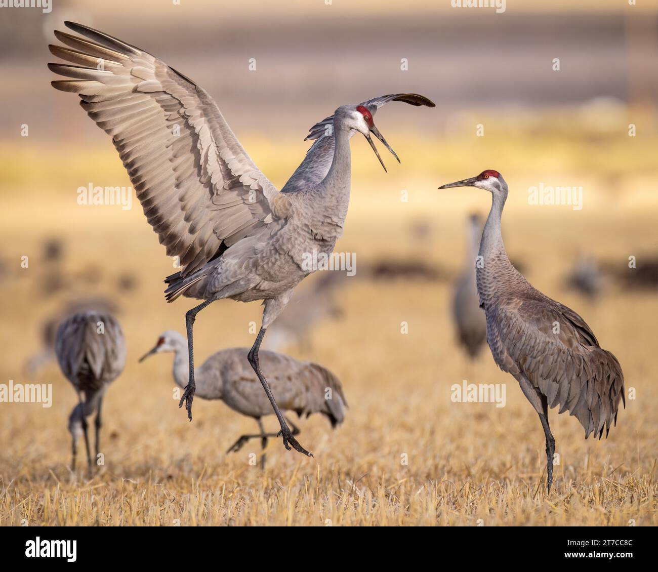 Crane migration hi-res stock photography and images - Alamy