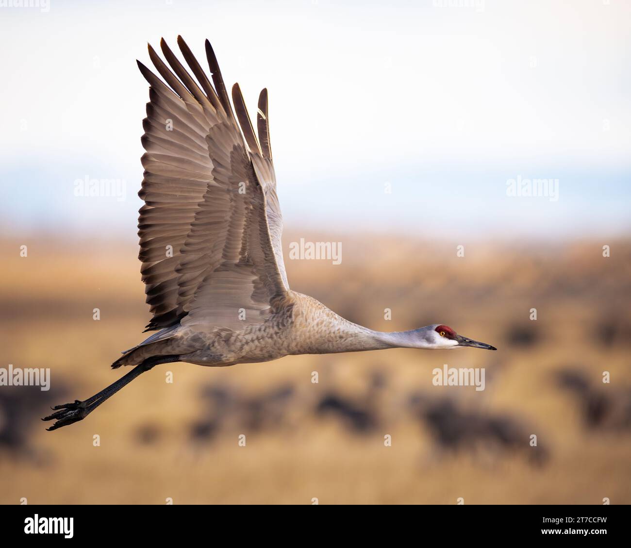Crane migration hi-res stock photography and images - Alamy