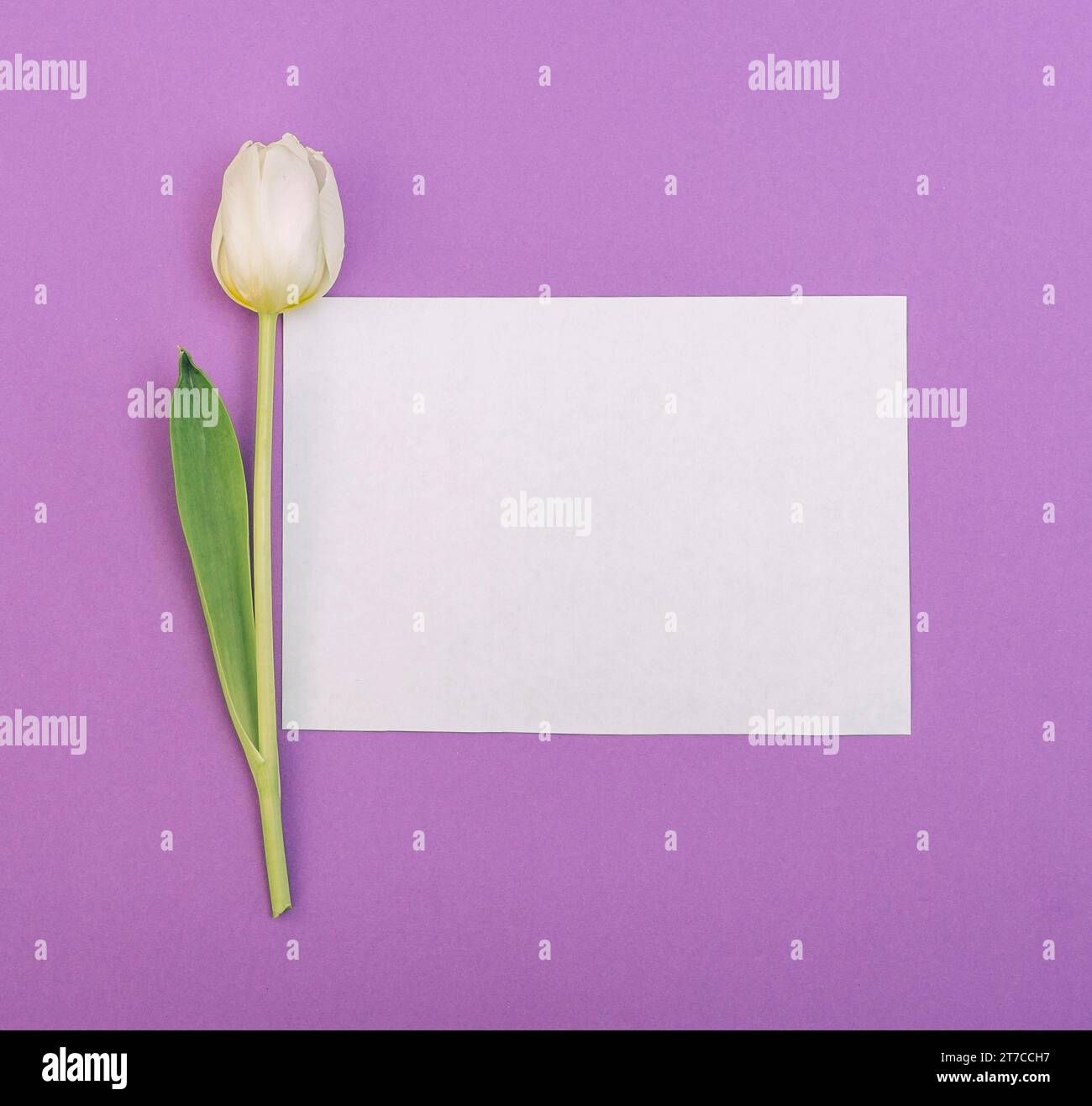 White tulip with blank white paper purple backdrop Stock Photo - Alamy