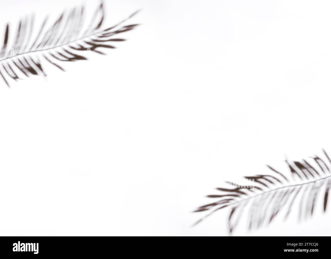 Two palm leaves white background Stock Photo - Alamy Two palm leaves white background Stock Photo - Alamy