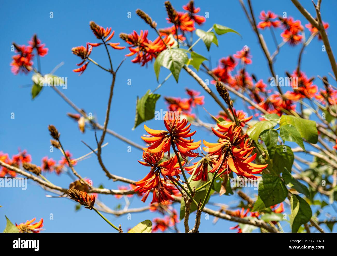 Erythrina variegata hi-res stock photography and images - Alamy