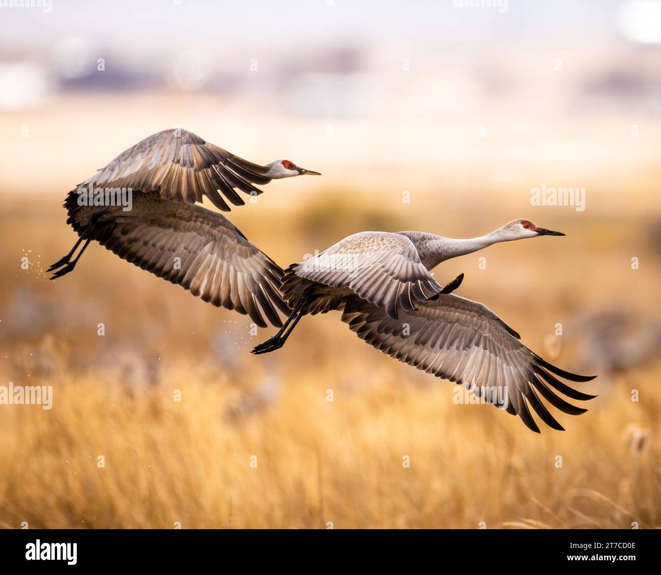 Sandhill Cranes - Grus canadensis - taking flight on overcast morning ...