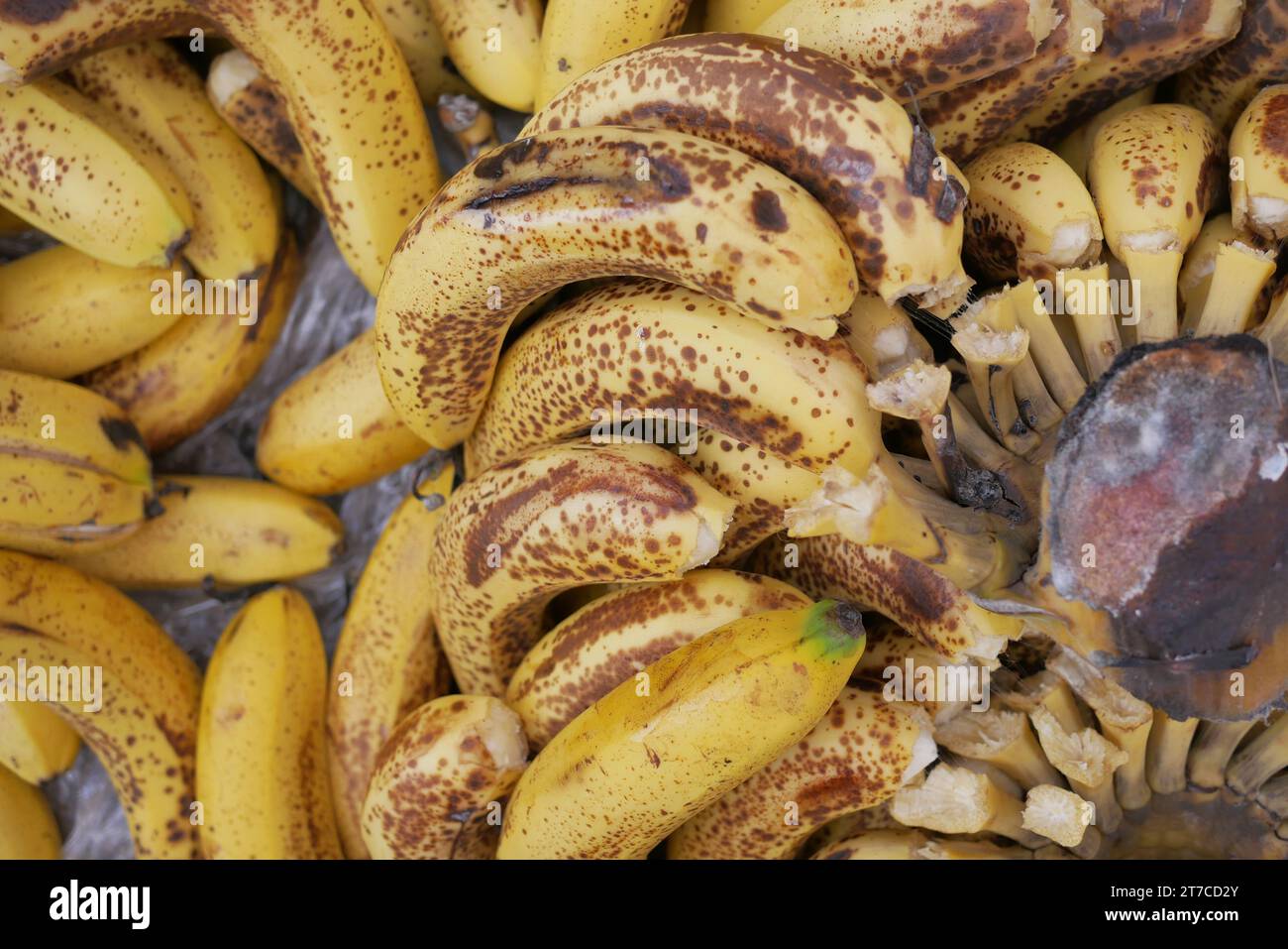 rotten banana with a ripe bananas Stock Photo - Alamy