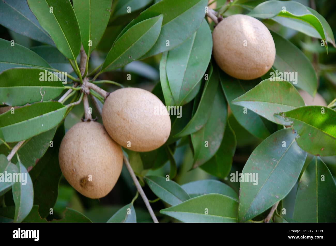 Sapota tree hi-res stock photography and images - Alamy