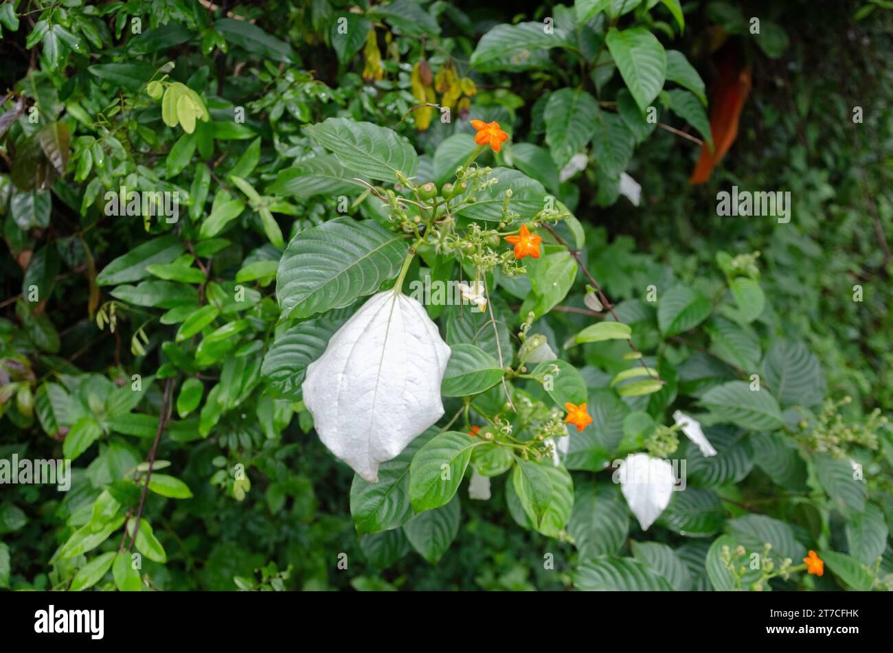 Mussaenda raiateensis, also known as Pacific mussaenda or Pacific flag ...
