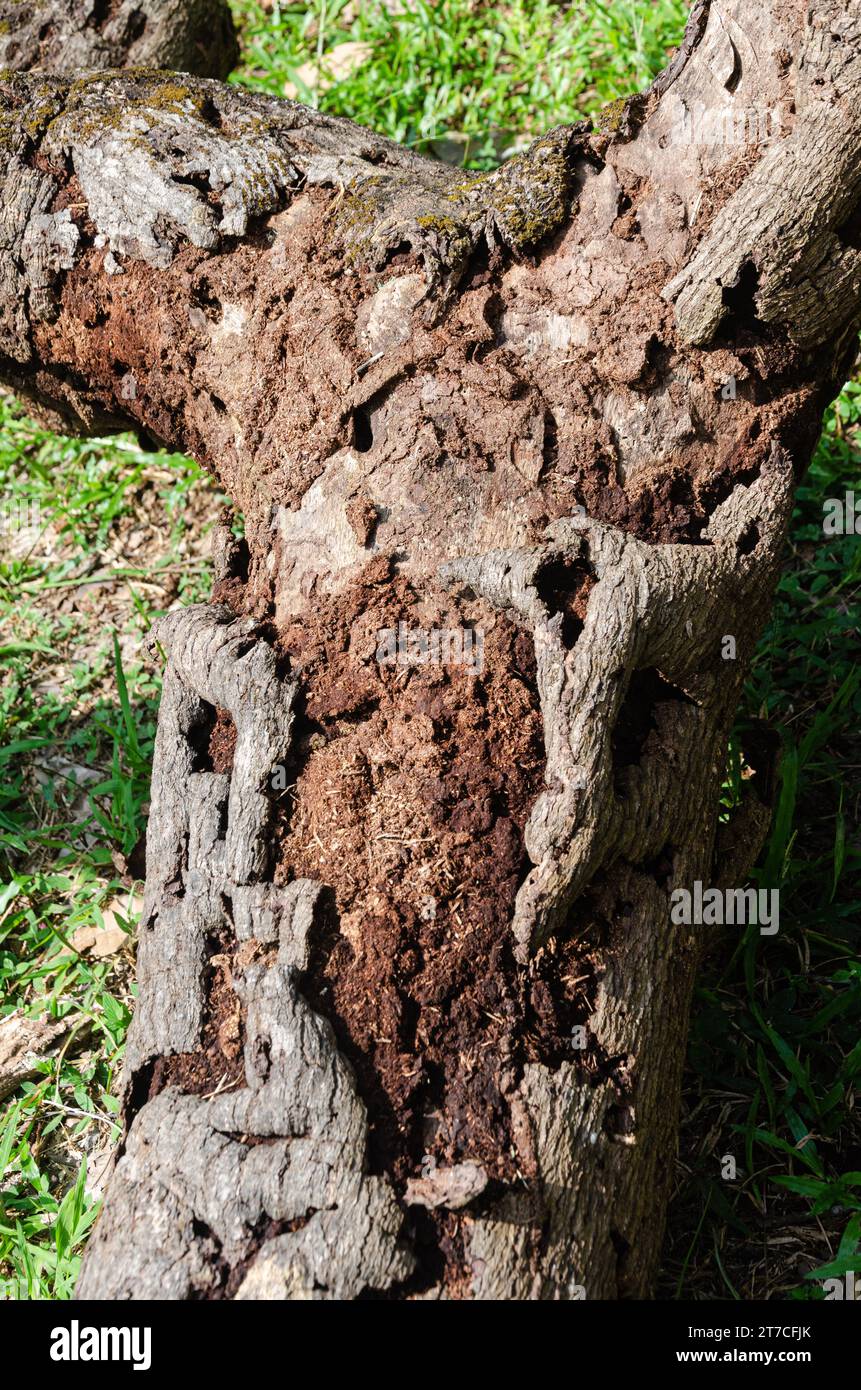 Old cracked decaying timber hi-res stock photography and images - Alamy