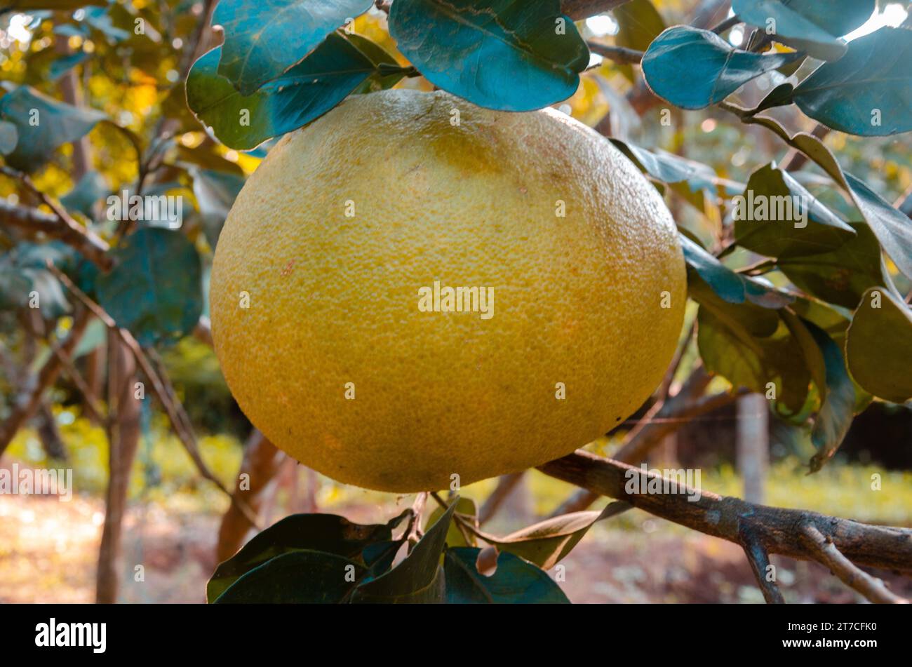Plant pomelo hi-res stock photography and images - Alamy