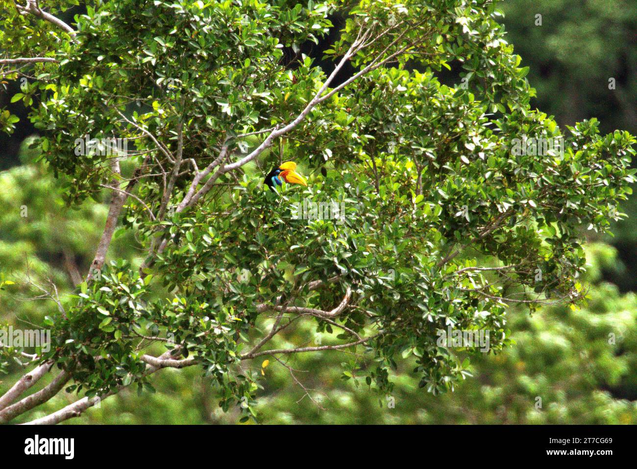 A knobbed hornbill (Rhyticeros cassidix), female individual, is ...