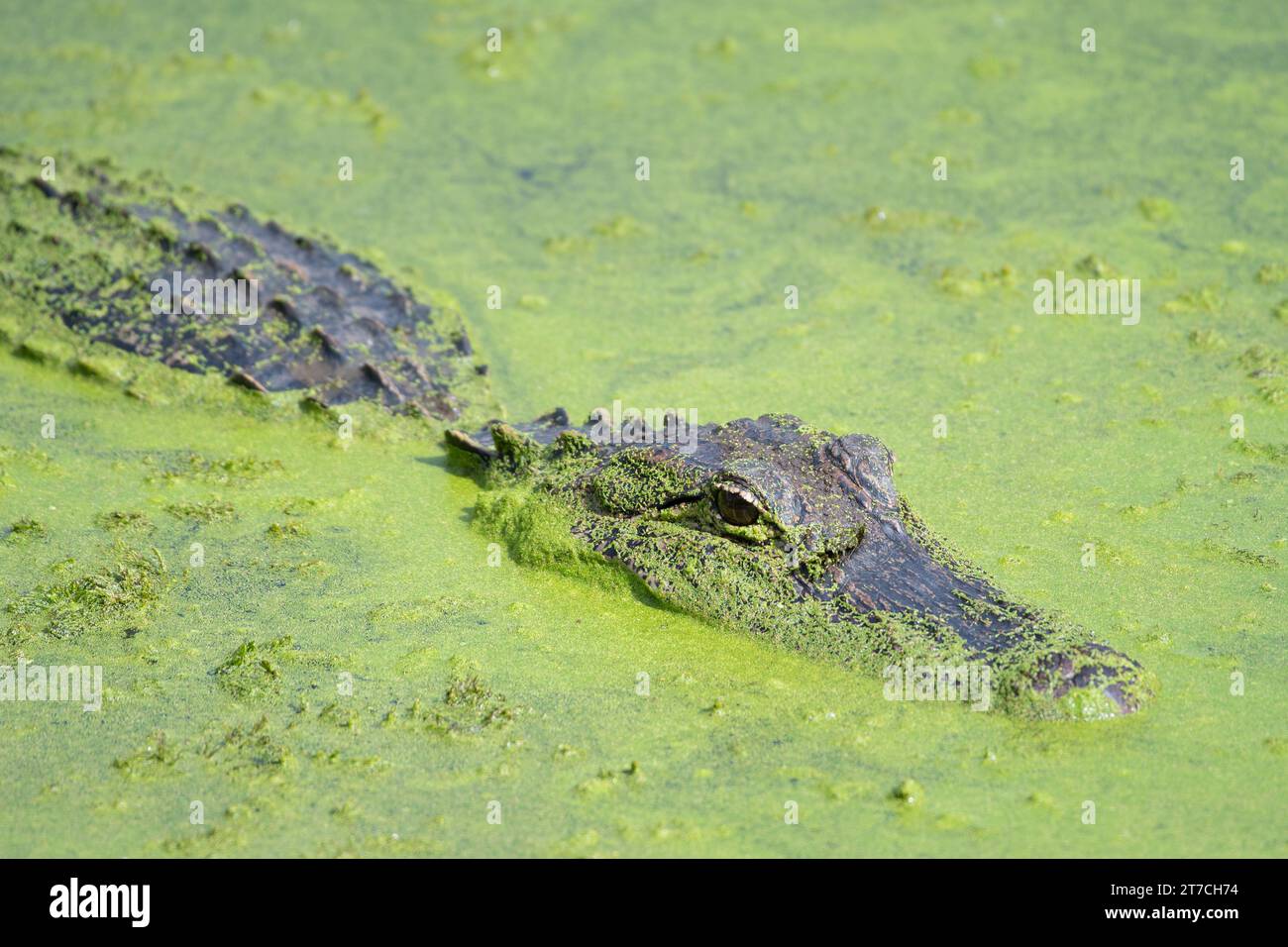 An American alligator, Alligator mississippiensis, swimming in a Texas ...